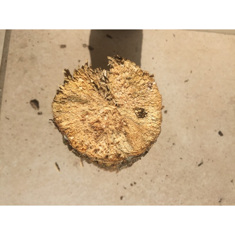 White-rotten Breeding Log S soft decayed