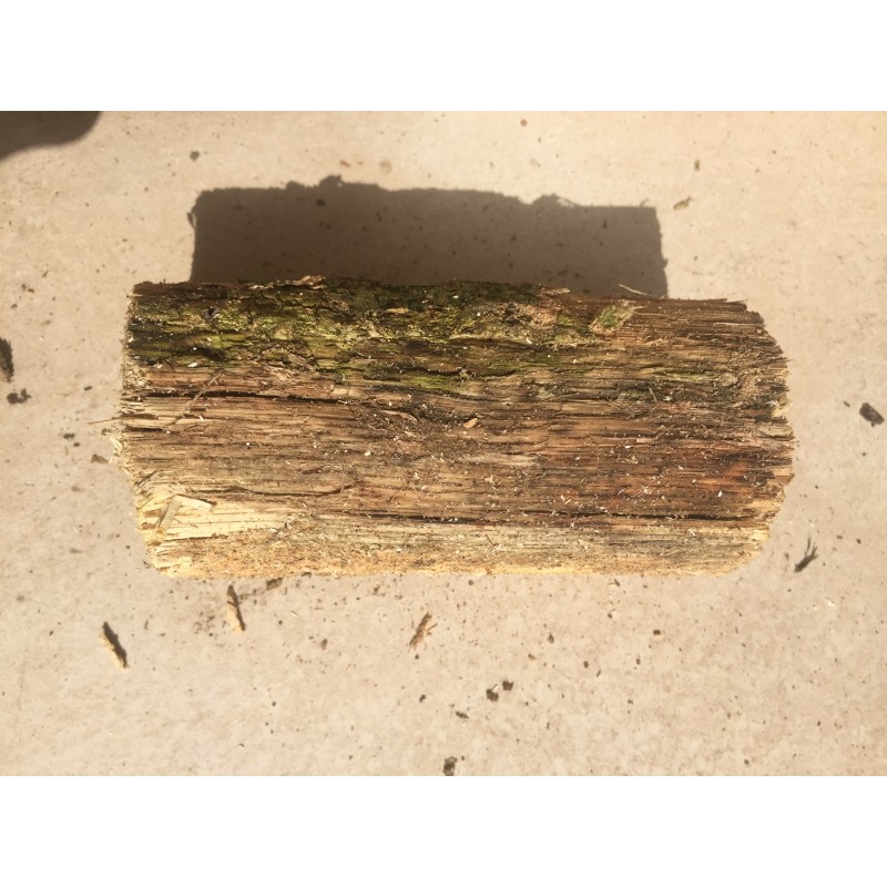 White-rotten Breeding Log S soft decayed