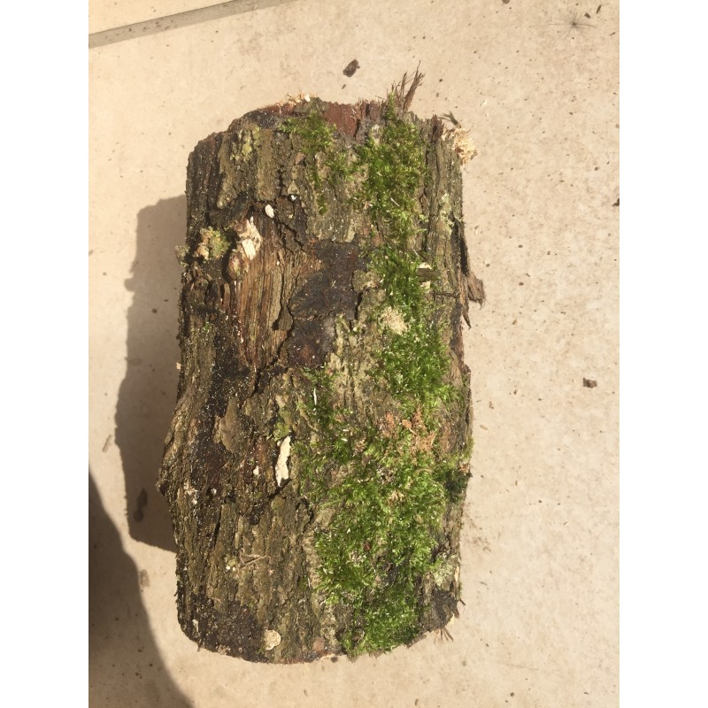 White-rotten Breeding Log M soft decayed