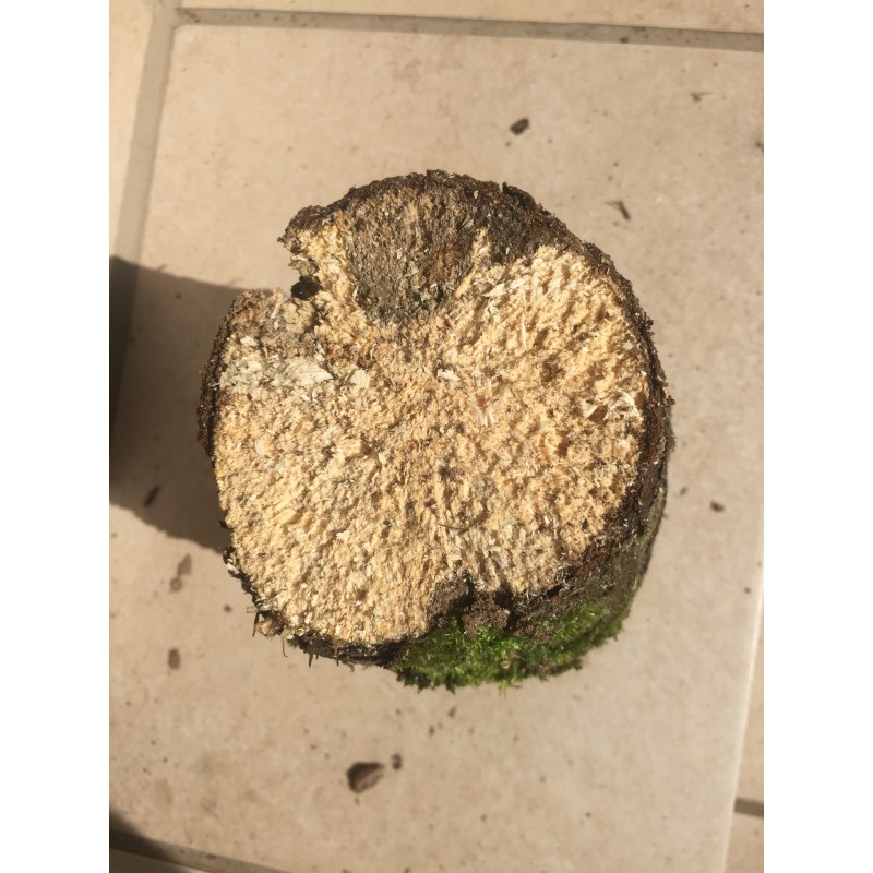 White-rotten Breeding Log M soft decayed