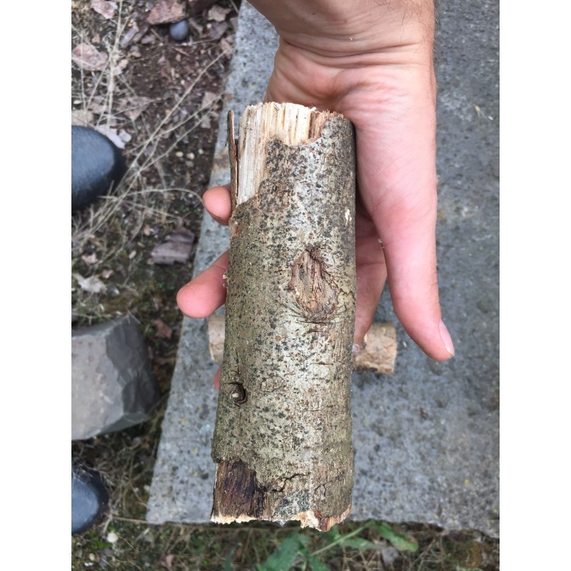 buy breeding wood medium decayed