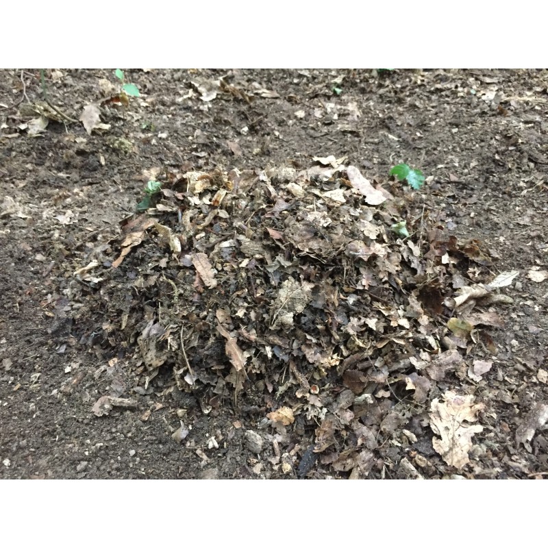 Leaf litter substrate beetle rose chafer feed