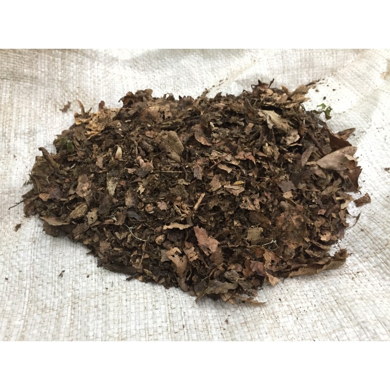 Leaf litter substrate beetle rose chafer feed