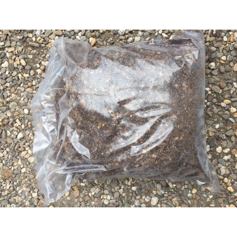 Leaf litter substrate beetle rose chafer feed