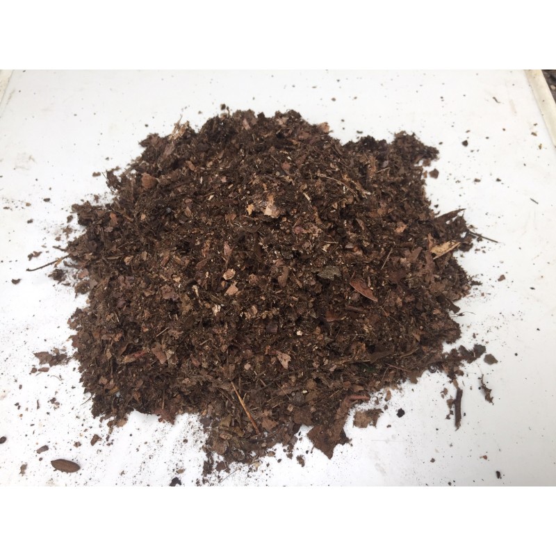 Leaf litter substrate beetle rose chafer feed