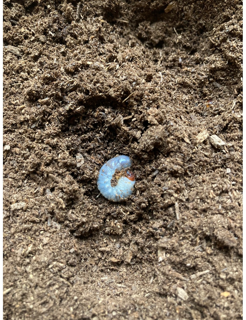 Flake Soil acheter Boutique en ligne - Substrats d'élevage pour coléoptères