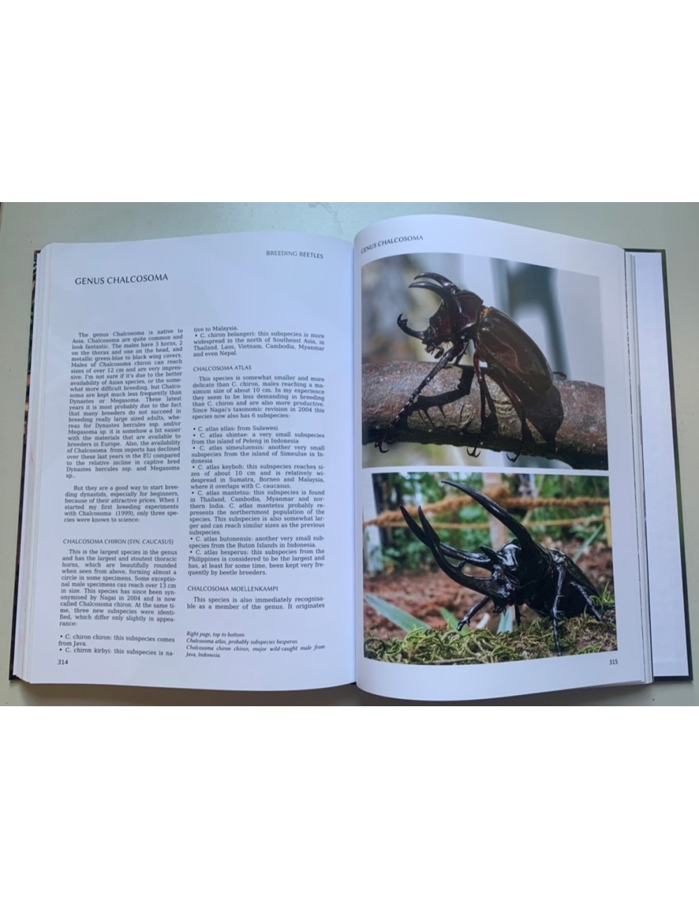 Buy Beetle Breeding Book Breeding Beetles - The substantial Guide by ...