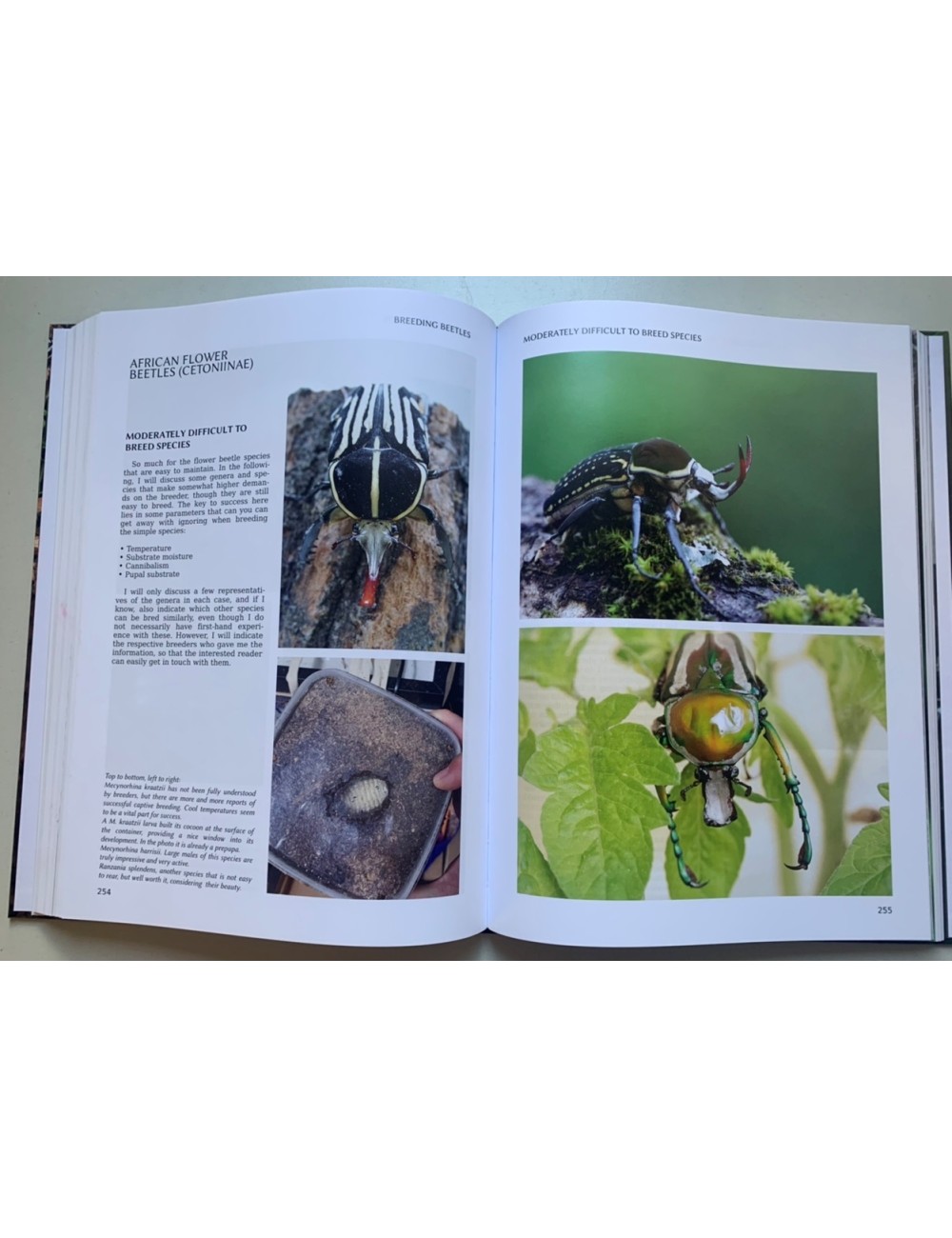 Buy Beetle Breeding Book Breeding Beetles - The substantial Guide by ...