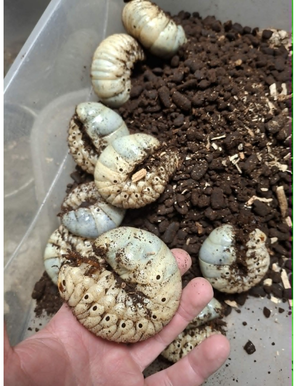 Buy Giant beetle Rhinoceros Megasoma actaeon johannae Megasoma rex ...