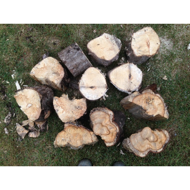 White-rotten Breeding Wood soft/medium XXL